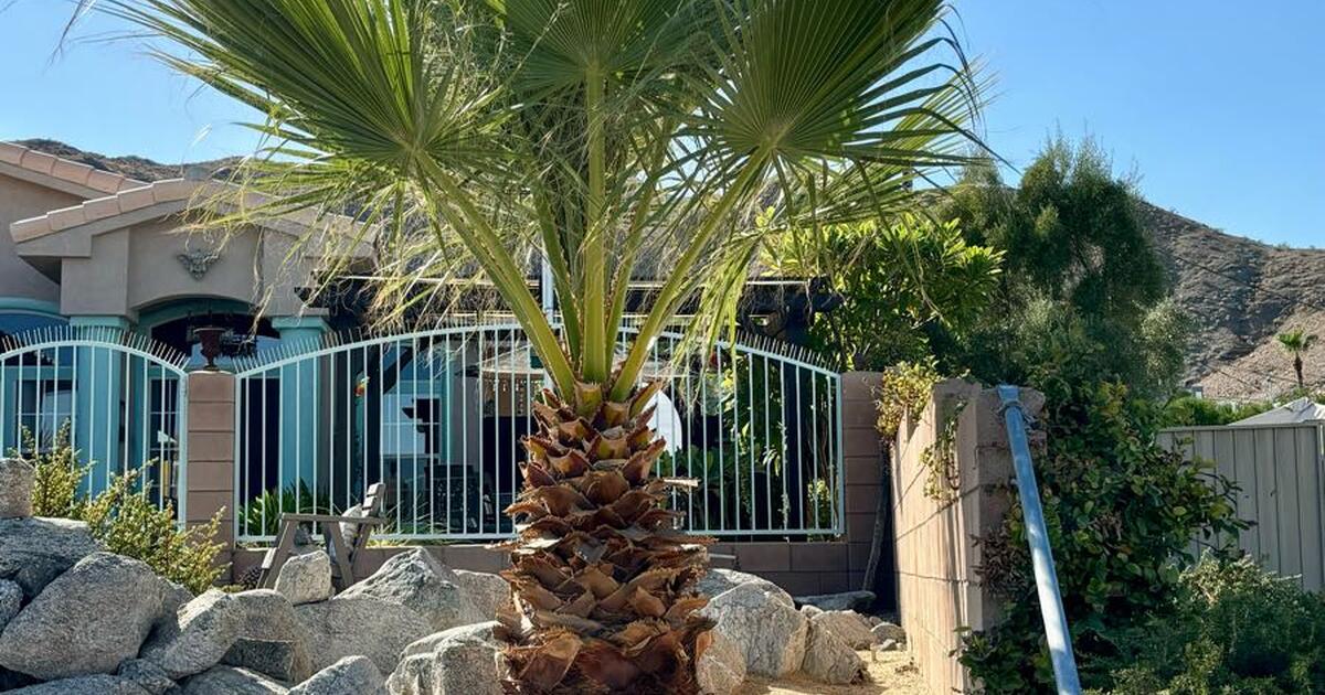 Medium Palm Tree for Free in Cathedral City, CA | For Sale & Free ...