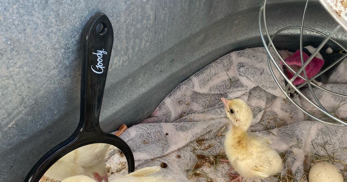 Turkey chicks Royal Palm for $10 in Waddell, AZ | For Sale & Free ...