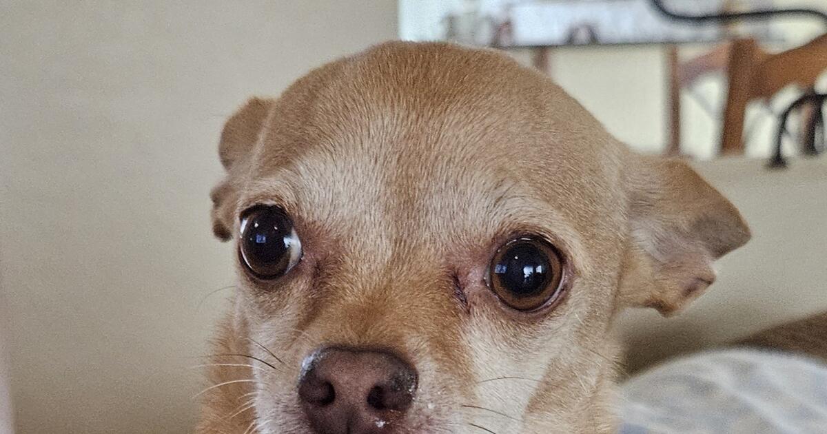 Are you looking for a pint-sized bundle of Joy? — Nextdoor