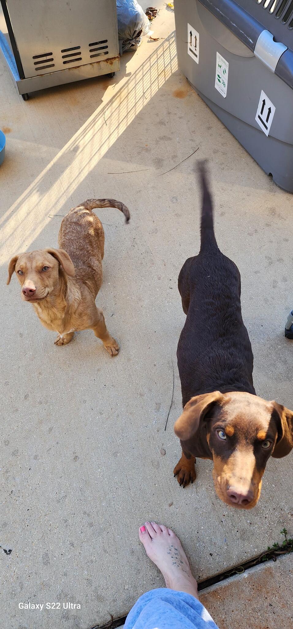 Pair Of Dogs Need Home for Free in Denton, TX | For Sale & Free — Nextdoor