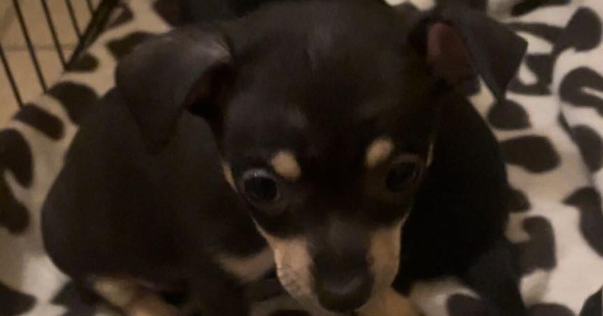 MinChi (MinPin/Chihuahua) puppies!! for Free in Fort Walton Beach, FL ...