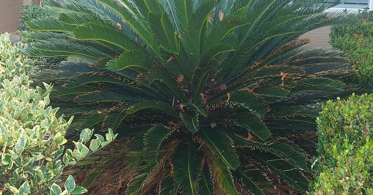 Free Sago Palm for Free in Ocala, FL | For Sale & Free — Nextdoor