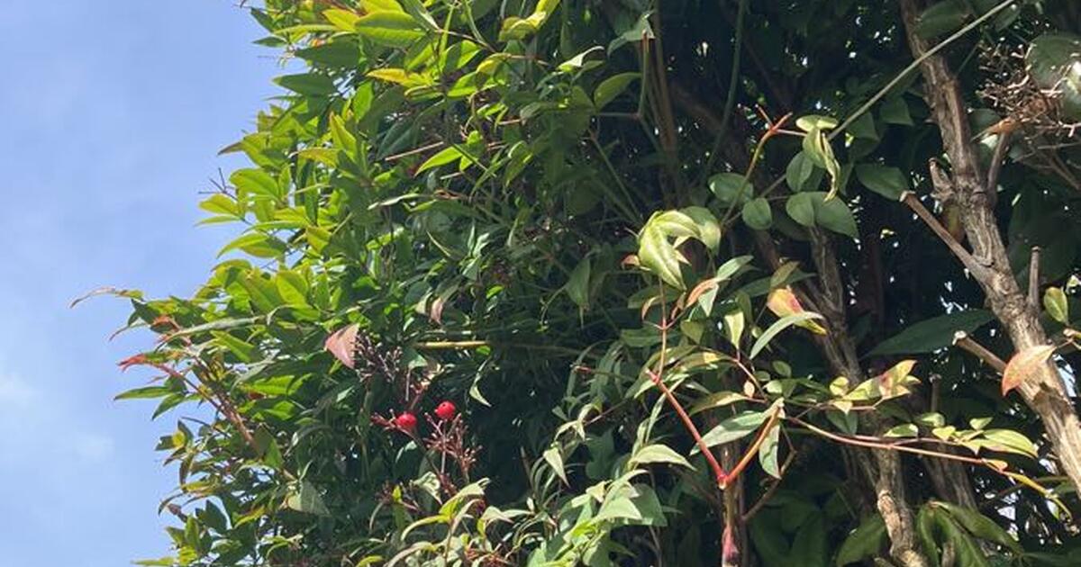 Tall bushes free for Free in Springfield, OR | For Sale & Free — Nextdoor