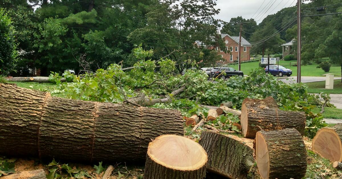 Oak trunk slabs/firewood/seating..... for Free in Roanoke, VA | For ...