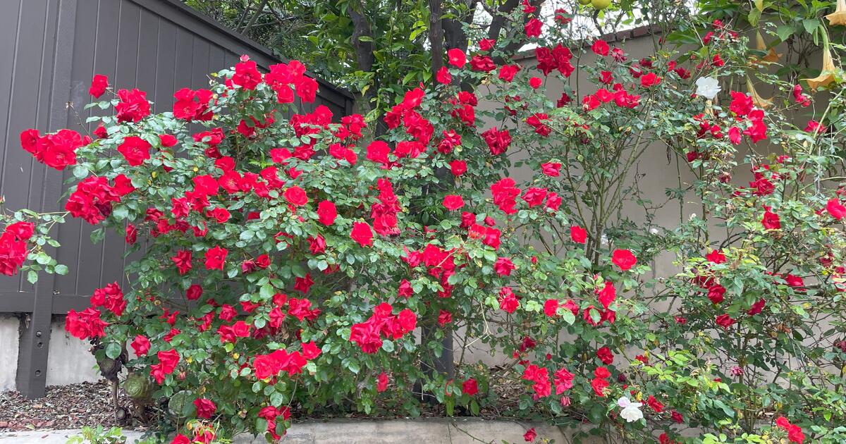 Mature Rose Bushes- Free to Good Home- you dig 'em! for Free in ...