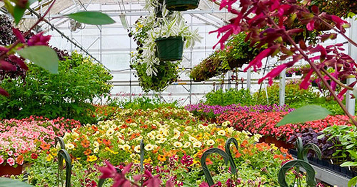 Looking for indoor/outdoor plants. for Free in Bethesda, MD | For Sale ...