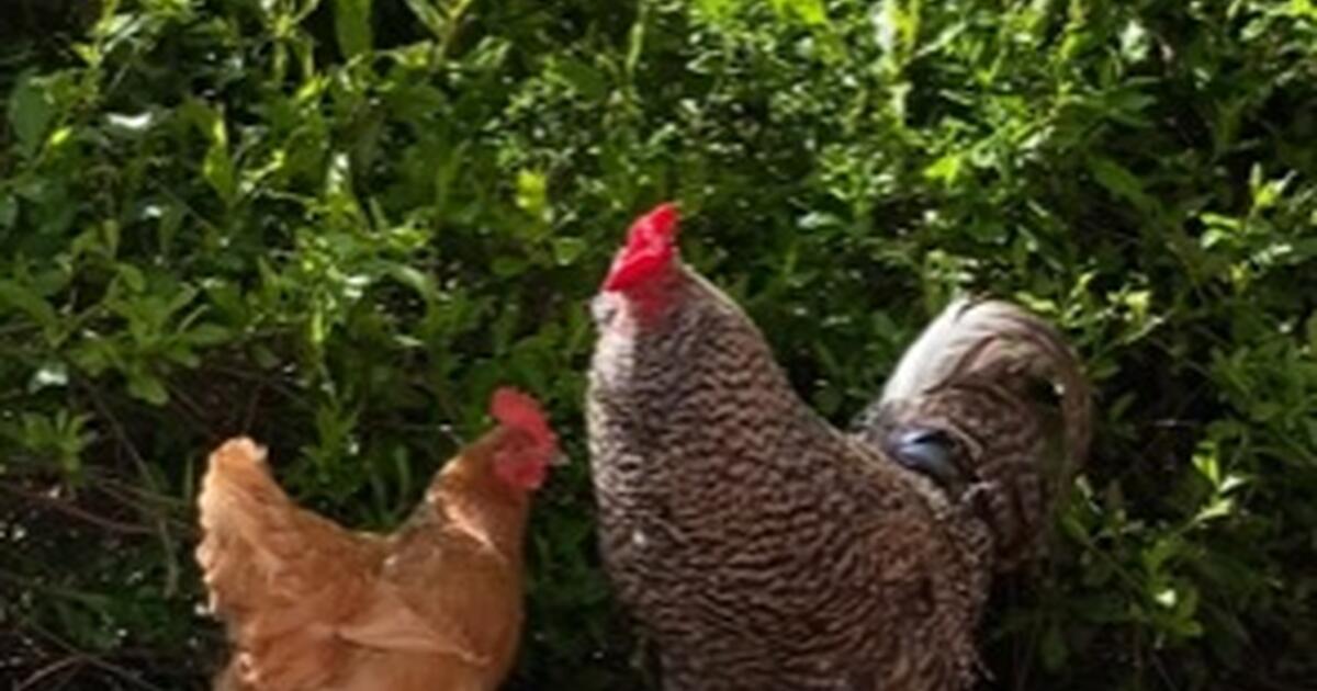 3 red star hens & 1 Scotts Dumpy Rooster for $20 in Thousand Oaks, CA ...