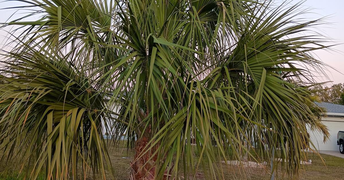 Palm @ edge of street in Charlotte Park for $100 in Punta Gorda, FL ...