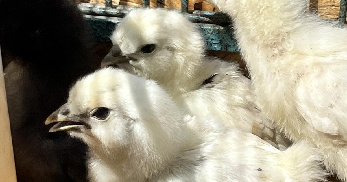 Pretty little 8 week old rooster for Free in Palm Bay, FL | For Sale ...