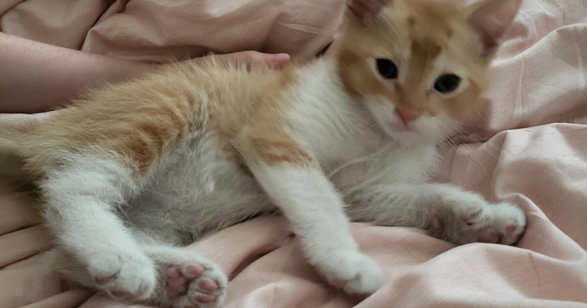 Hemingway/Polydactyl Kittens Looking For A Furever Family for $20 in ...