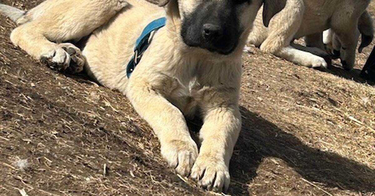 LGD - Christ mas puppies for your livestock and family in Elbert, CO ...