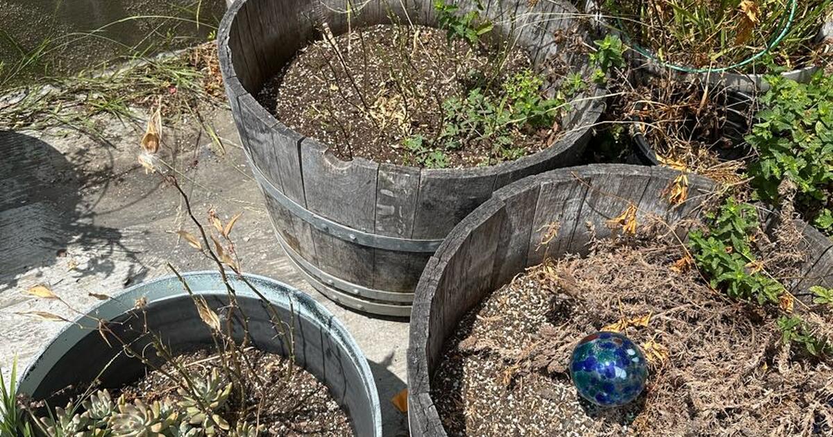 Plants, nic nacks, clothing , furs FREE for Free in Los Angeles, CA ...