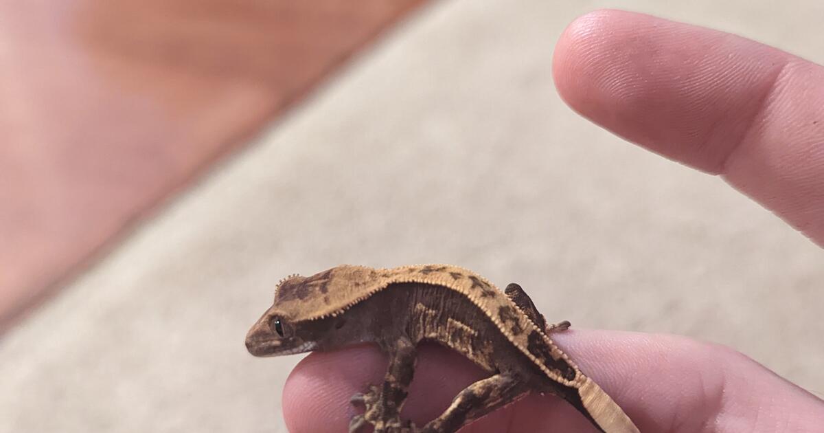 Crested geckos for Free in Cumming, GA | For Sale & Free — Nextdoor