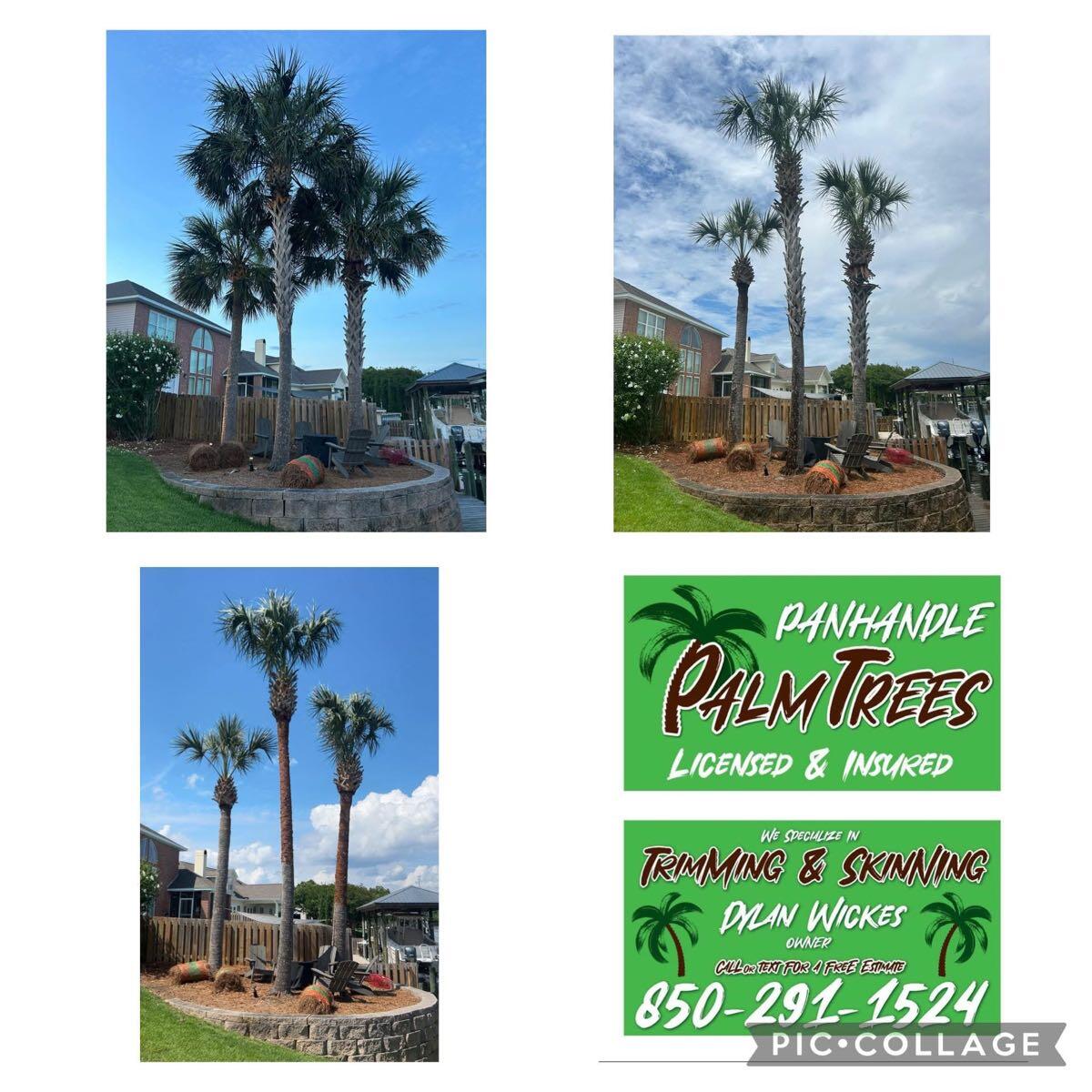 Panhandle Palm Trees - Gulf Breeze, FL - Nextdoor