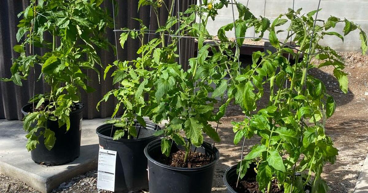 4 Brandywine Tomato plants - 2.7 gal with cages for $20 in Phoenix, AZ ...