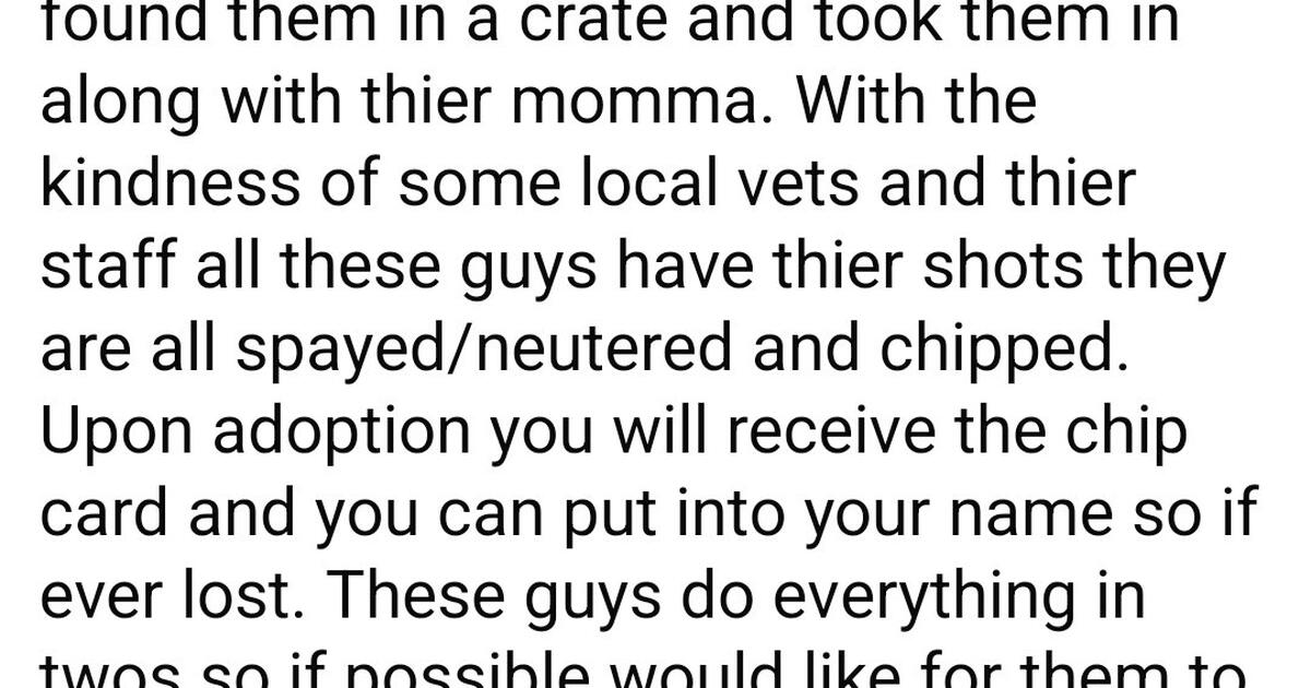 kittens-for-free-in-port-hadlock-wa-for-sale-free-nextdoor