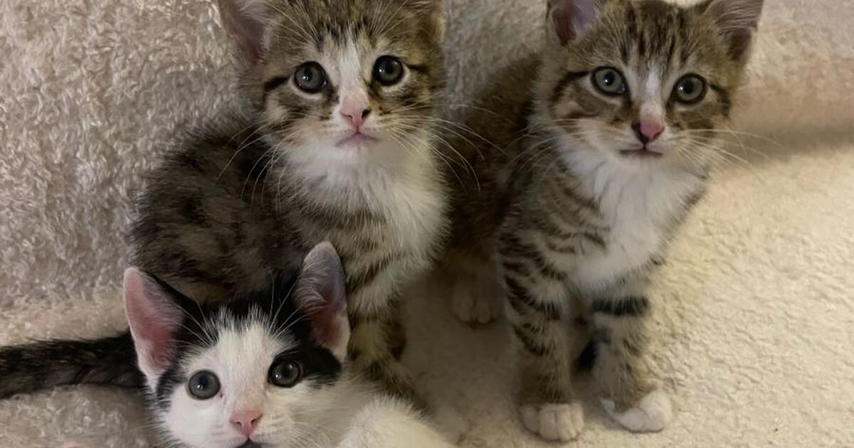 Kittens need homes for Free in Ashburn, VA | For Sale & Free — Nextdoor
