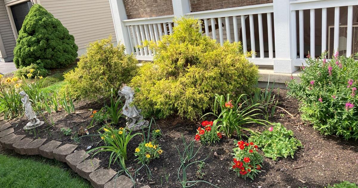 Mops Evergreens for Free in Grove City, OH | For Sale & Free — Nextdoor