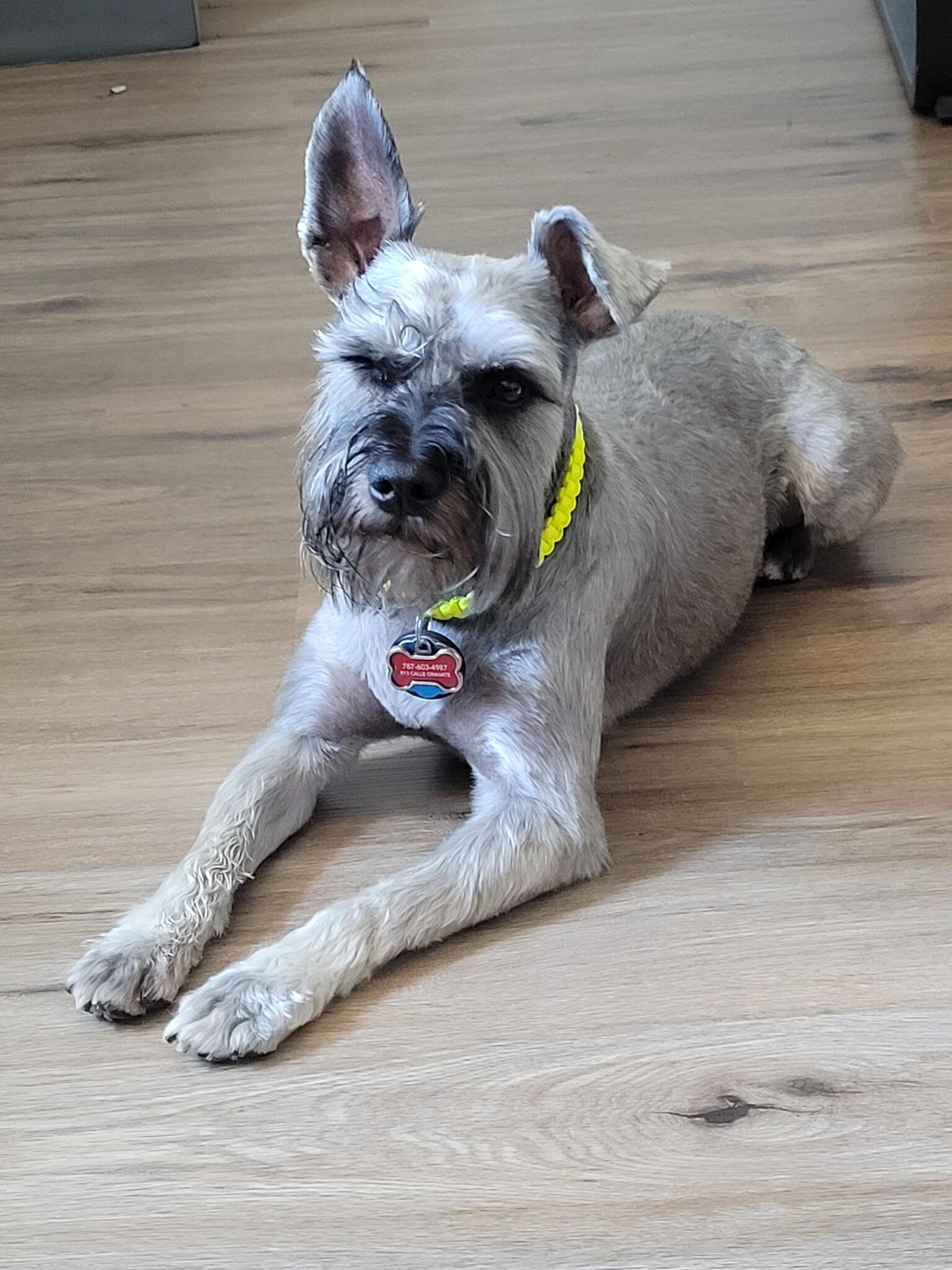 Petsmart Hotel Flower Mound | Best Flower Site