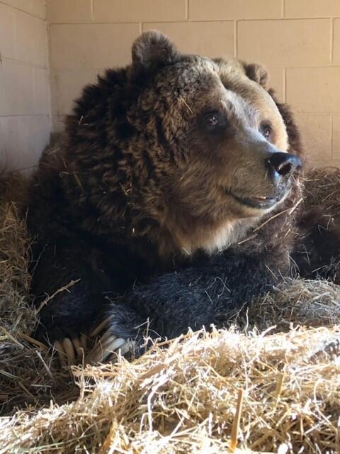 PRESS RELEASE: Zoo Idaho to Create Interactive Memorial in Remembrance ...