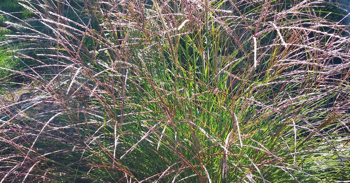 Free Tall Grass for Free in Cherry Hill, NJ | Finds — Nextdoor