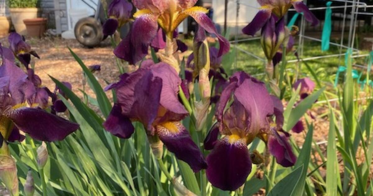 Old[-fashioned Purple Iris Flowers for Free in Louisville, KY | For ...