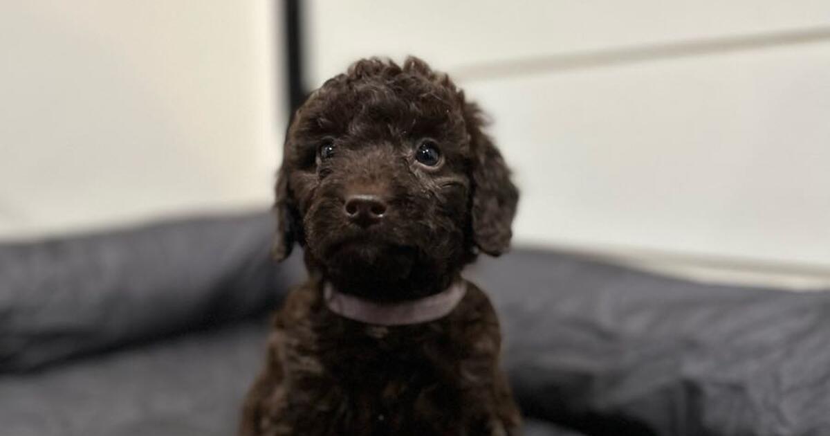 Cute F1B Springerdoodles. for $1000 in Wickenburg, AZ | For Sale & Free ...