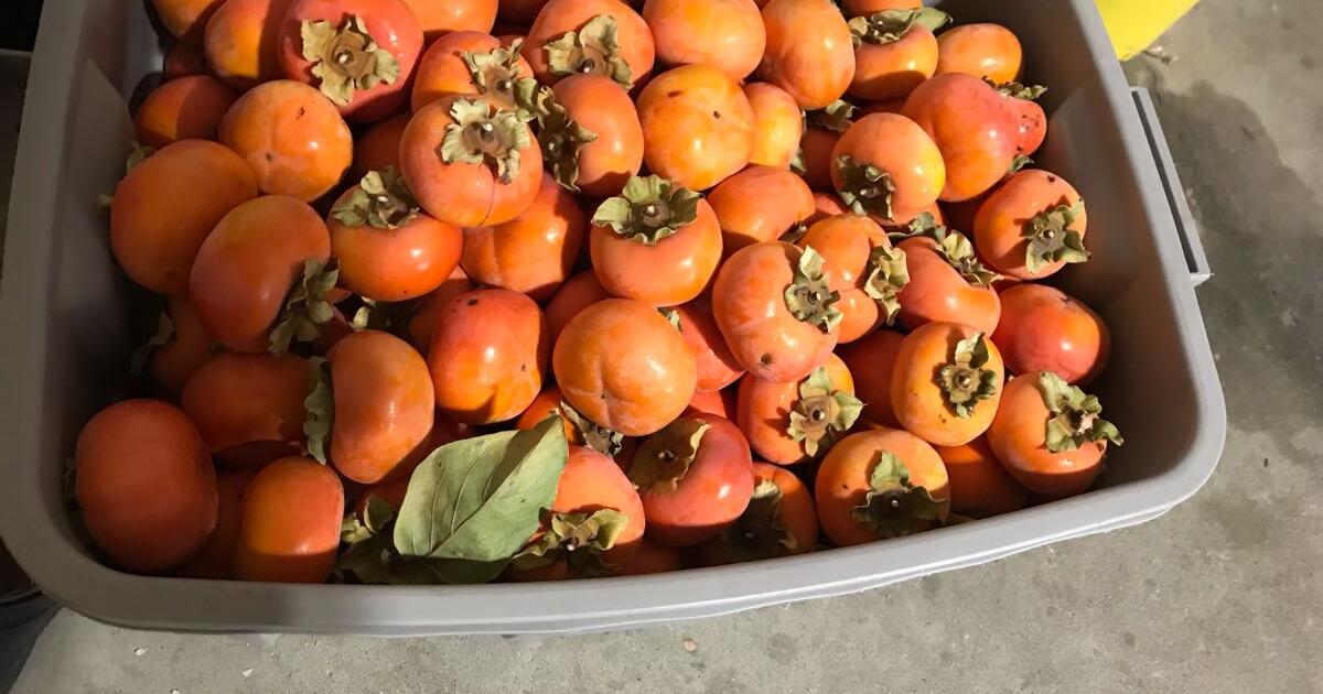 Fresh Persimmons for Free in Morgan Hill, CA | For Sale & Free — Nextdoor