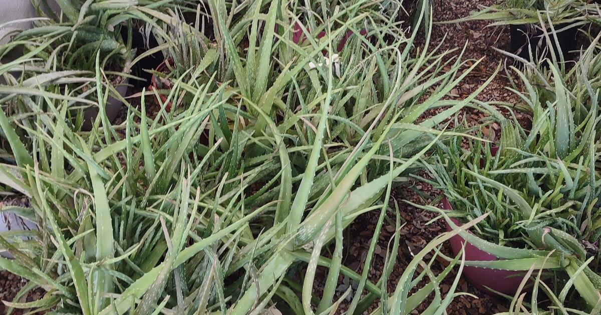 Aloe vera plants just the plant not the pot for Free in Cedar Park, TX ...