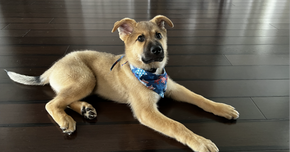 German Shepard for Free in The Colony, TX | For Sale & Free — Nextdoor