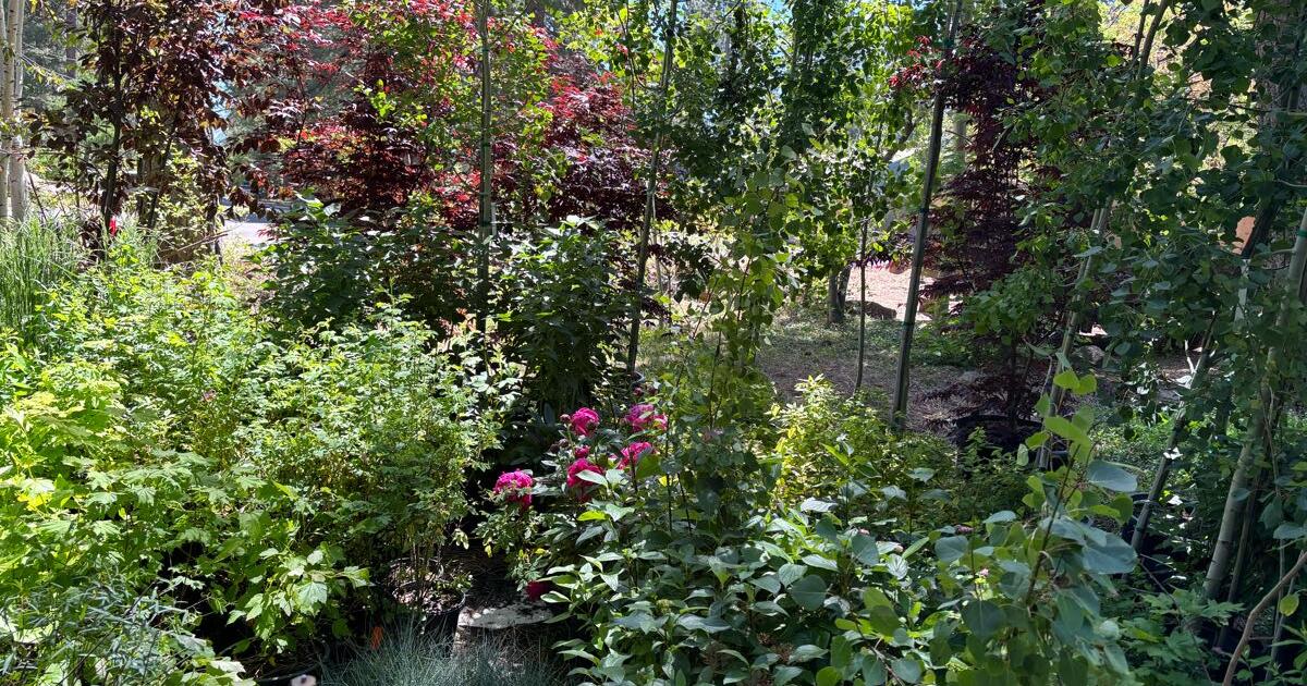 Plants: Trees Shrubs etc for $20 in Truckee, CA | For Sale & Free — Nextdoor