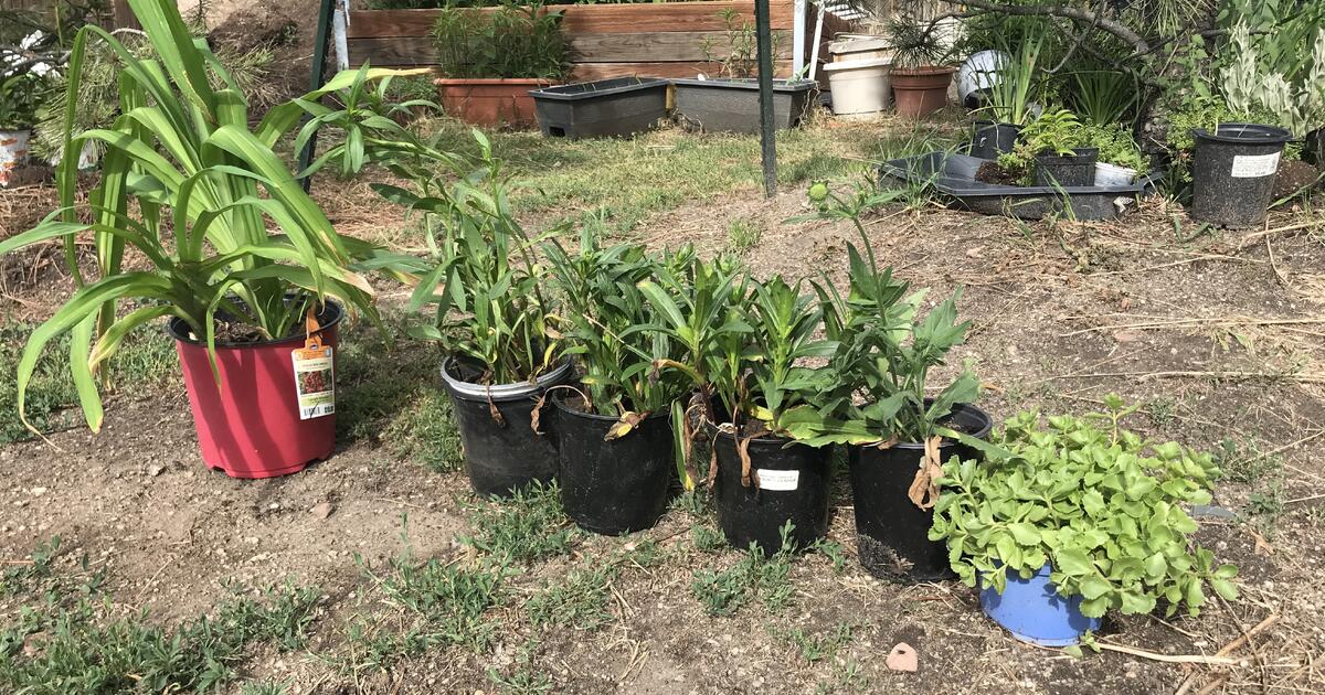 PENDING. Plants Shasta daisy, Daylily orange, sedum ground cover ...