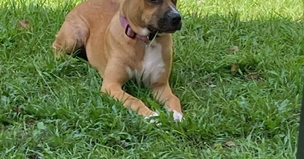 Female Boxer mix rescue for Free in New Smyrna Beach, FL | For Sale ...