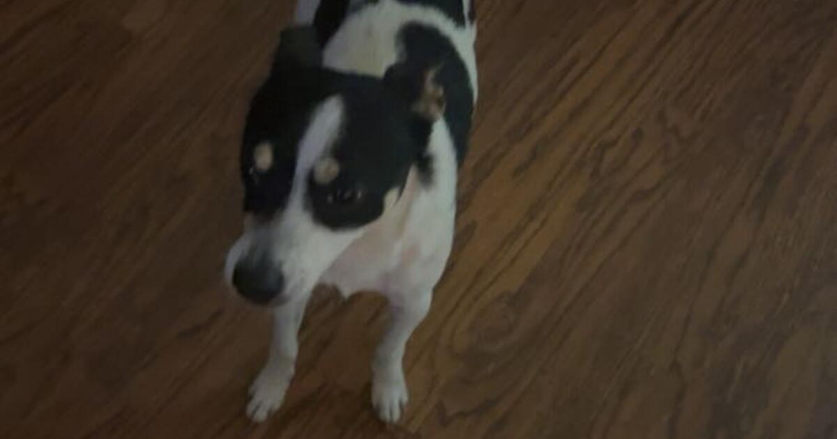 Long legged rat terrier in Ladson, SC | For Sale & Free — Nextdoor