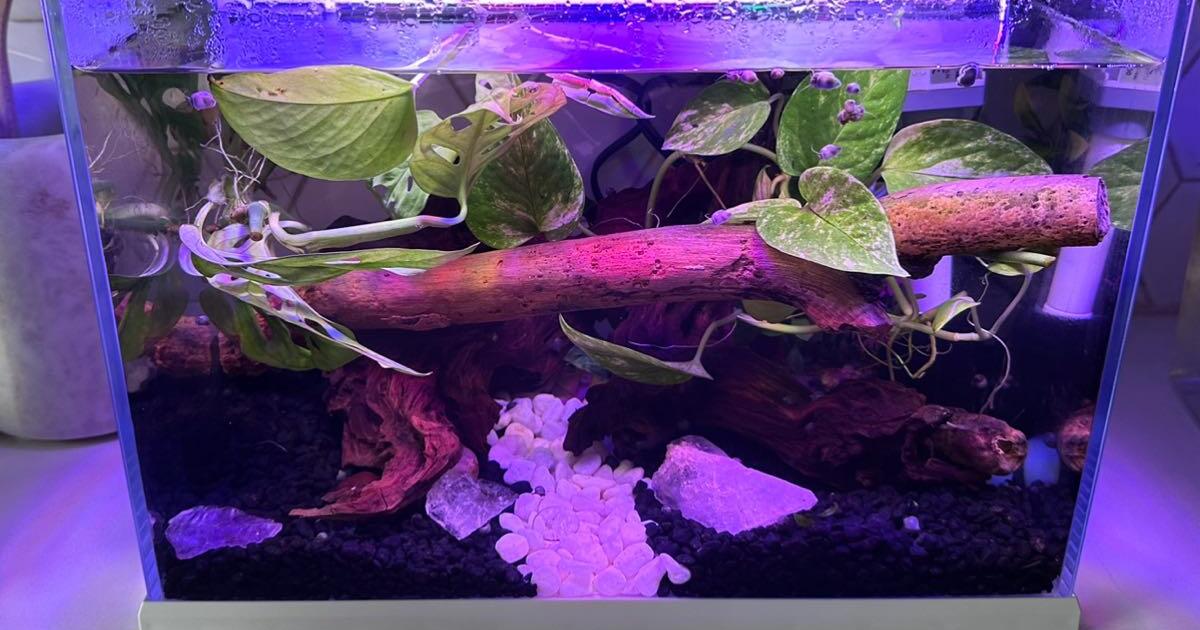 5 Gallon Fish Tank With Filter And Accessories For Free In New 5 Gallon Fish Tank With Filter And Accessories For Free In New
