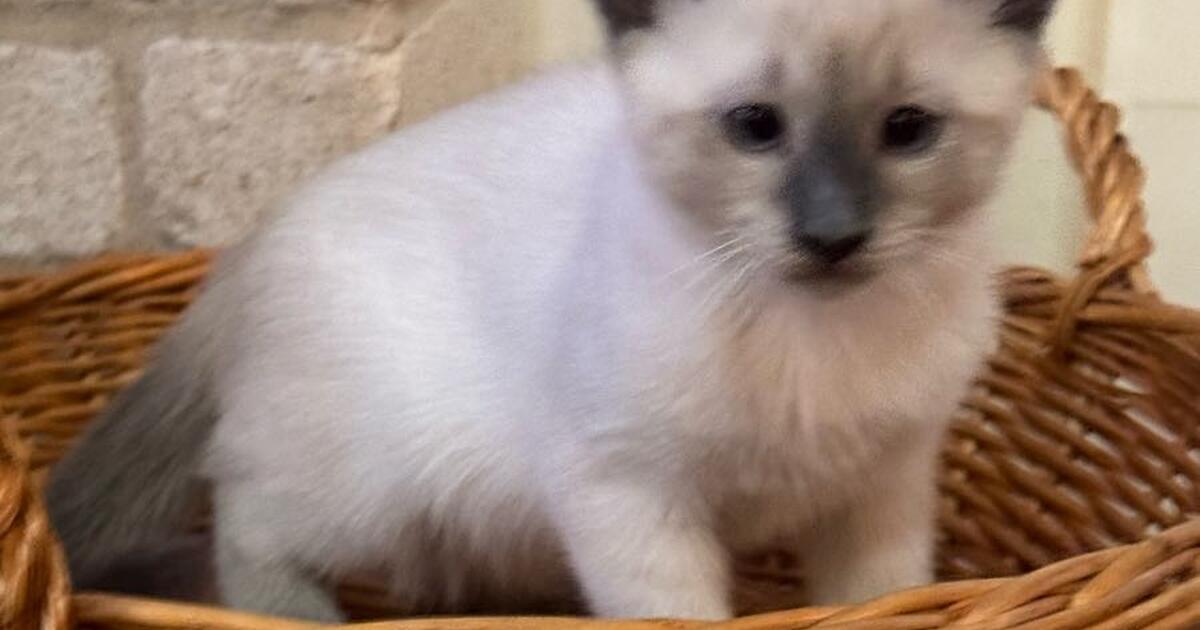 Kittens! for Free in College Station, TX | For Sale & Free — Nextdoor