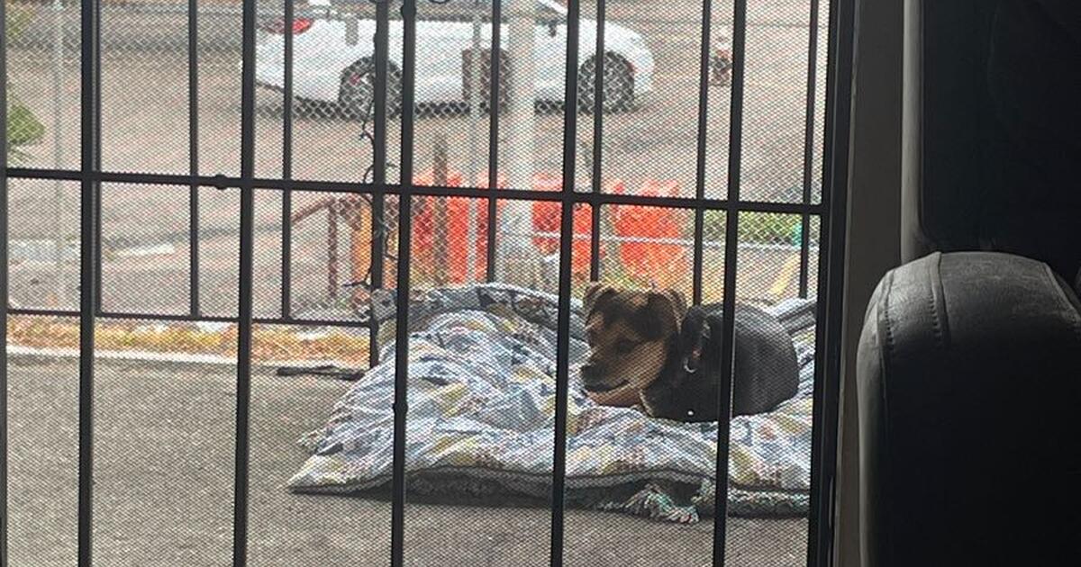 Free dog for Free in Jacksonville, FL | For Sale & Free — Nextdoor