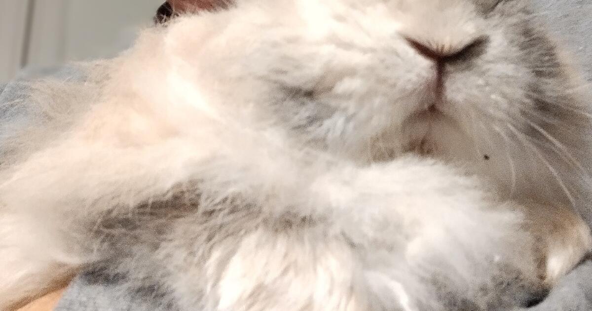 Rehome a bunny rabbit for Free in Beaverton, OR | For Sale & Free ...