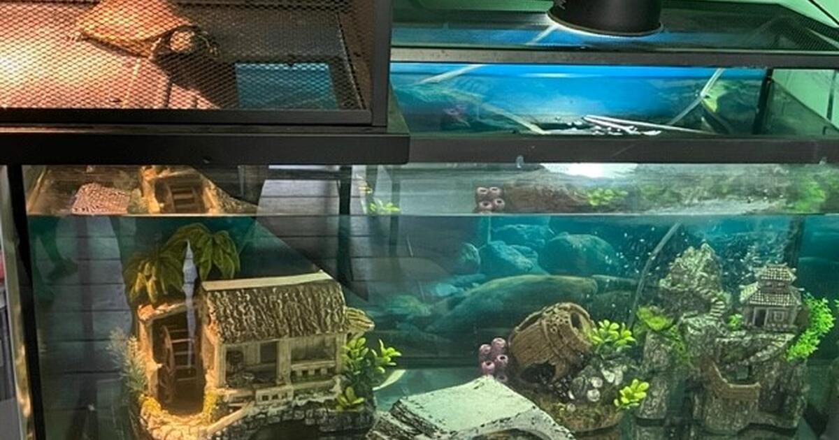 Aquatic Turtle and 40 gallon Fish Tank Aquarium for $155 in Peoria, AZ ...