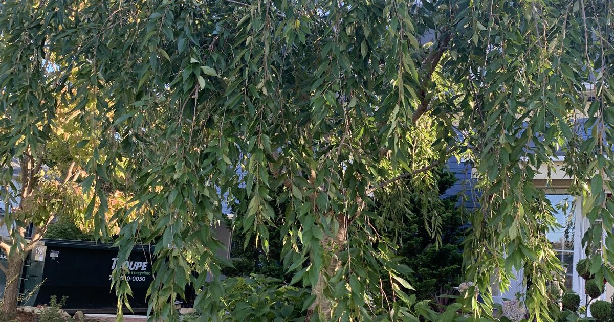 Free weeping cherry tree for Free in Braintree, MA | For Sale & Free ...