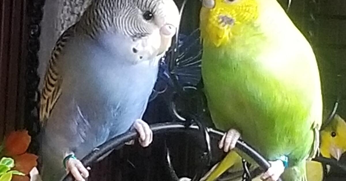 FREE - Two beautiful healthy bonded and banded budgies (small parakeets ...
