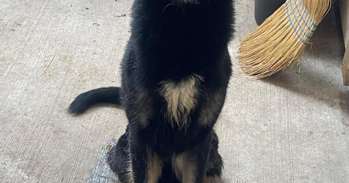 A Good home needed for Free in Arlington, TX | For Sale & Free — Nextdoor