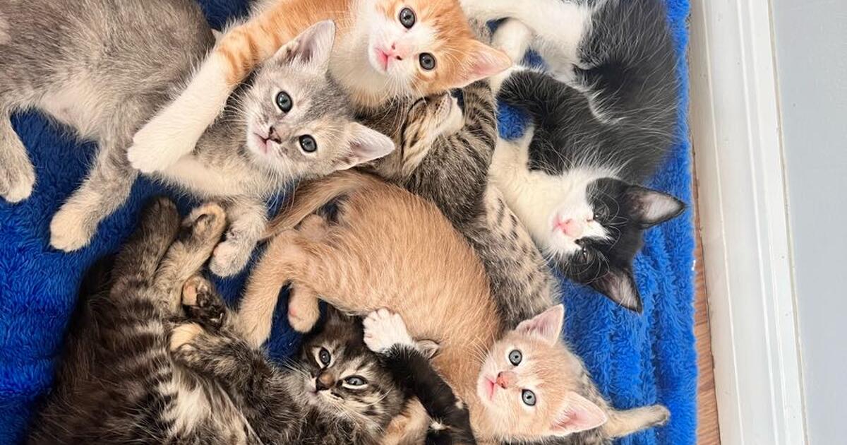 Kittens!! That need forever homes!! for $25 in Chesapeake, VA | For ...