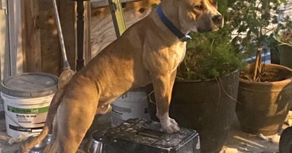 It is with regret that we have to give our beloved Kujo to a really ...