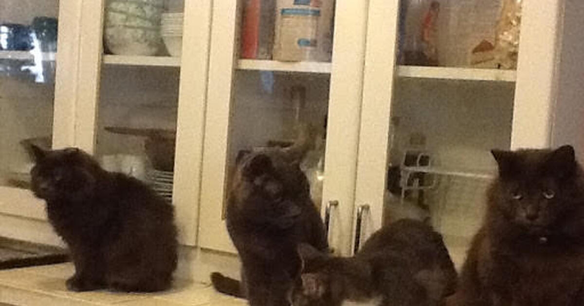 JOIN OUR STRAY CATS MAILING LIST! in Port Orchard, WA | For Sale & Free ...