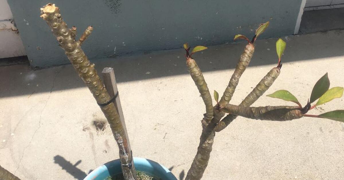 Plumeria plant-Free for Free in Newport Beach, CA | For Sale & Free ...
