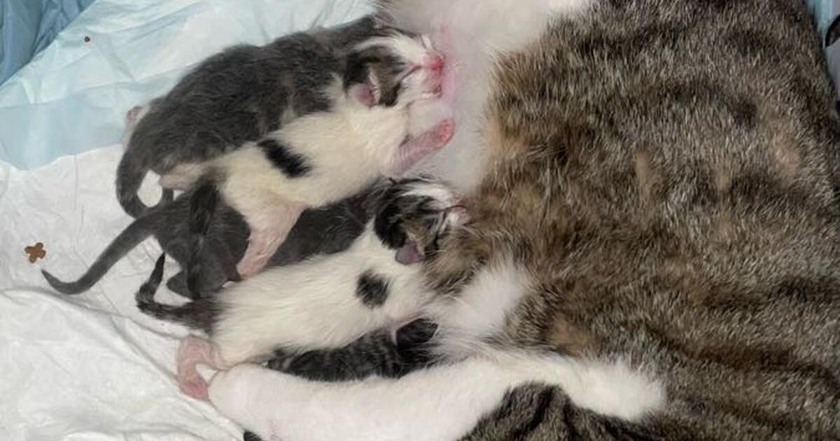 Cat with kitten to great family home for Free in Fairfield, CA | For ...