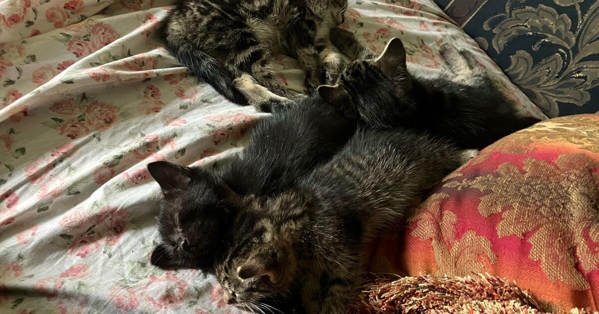 FREE KITTENS for Free in Louisville, KY | For Sale & Free — Nextdoor