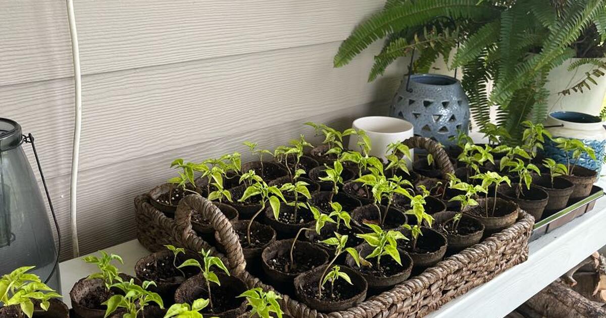 Datil Pepper Seedlings for $5 in St. Augustine, FL | For Sale & Free ...