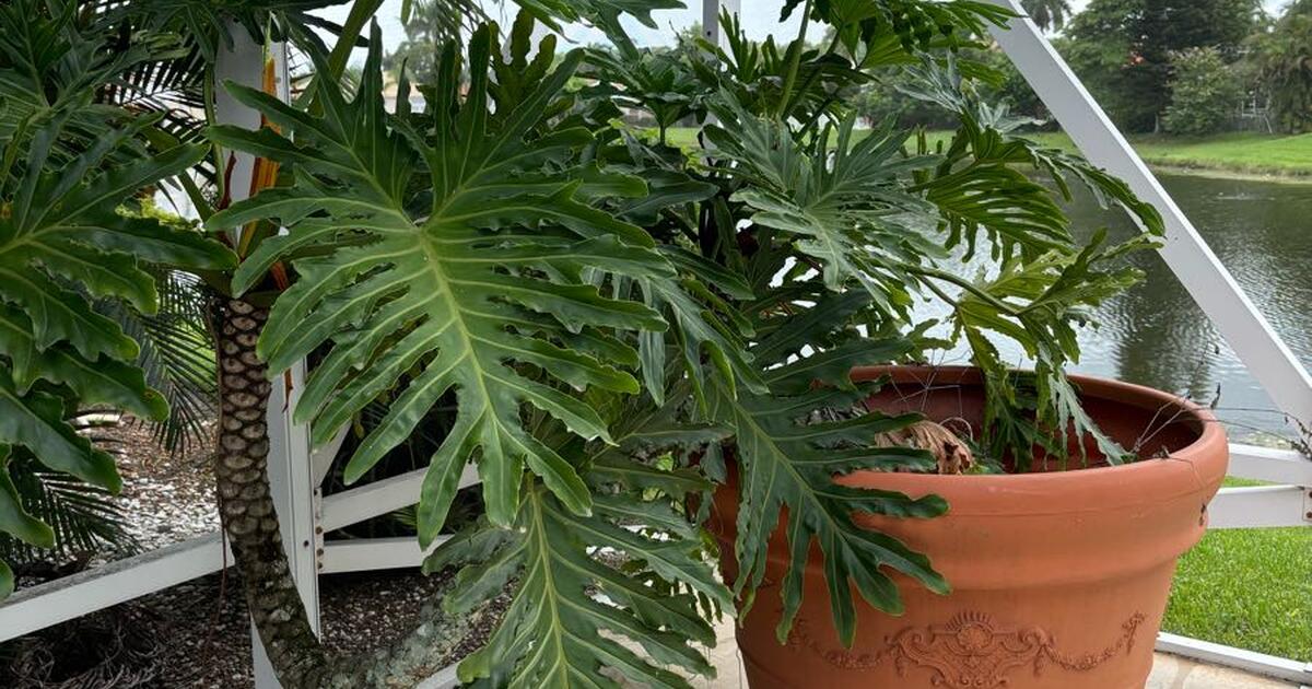 Large plant with plastic planter for Free in Boca Raton, FL | For Sale ...